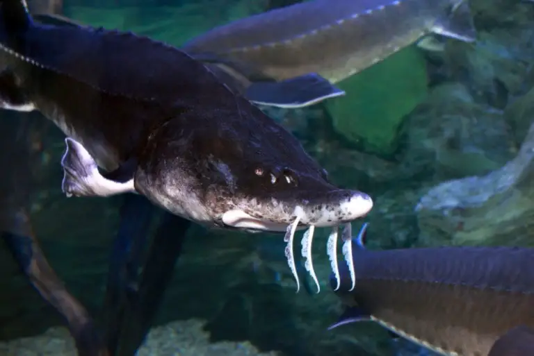 Sturgeon: What Do They Look Like? - fishing weekend warrior