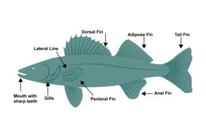 Walleye: What Do They Look Like? - fishing weekend warrior