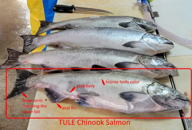 7 ways to identify a Tule Salmon - fishing weekend warrior