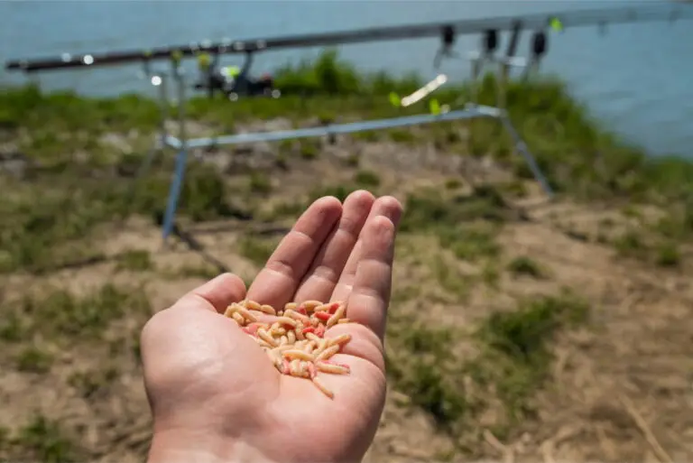 How Big Do Crappies Get? All You Need To Know Crappie Size - fishing ...