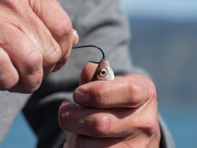 What Size Crappie Should You Keep? - fishingweekendwarrior